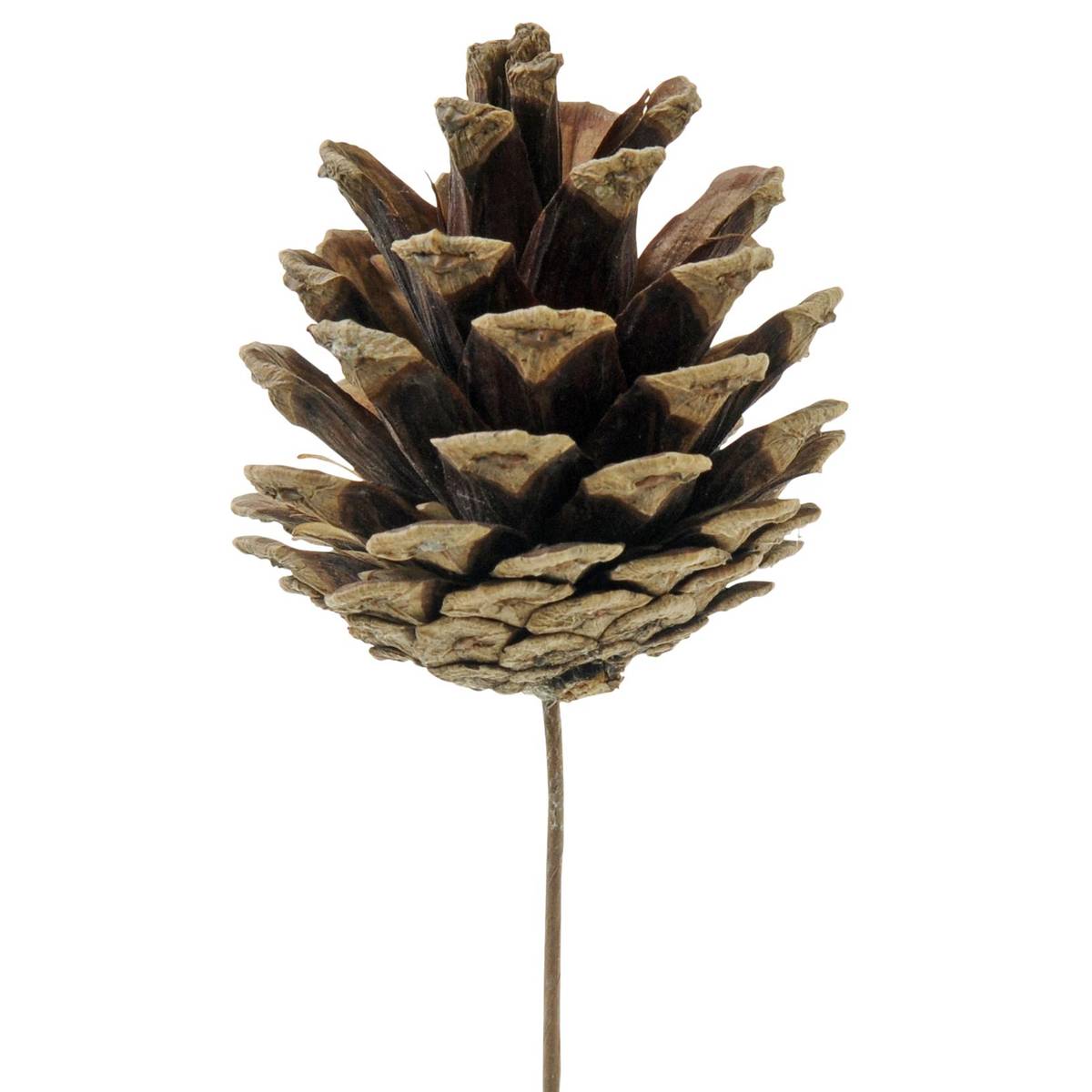 Kongle på pinne, 20-pk - Nygård Hagebruk